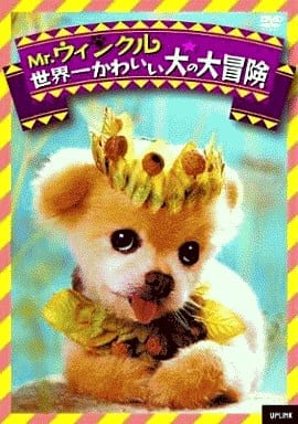 Mr. Winkle, World's Most Adorable Dog Adventure | Video software ...