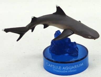 8. Whitetip reef shark 「 Capsule Aquarium 」 Aquarium,, Volume 6 ...