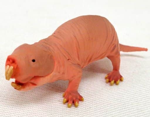 Naked mole-rat "Capsule Q Museum - Rare Animals Zoo" | Toy Hobby ...