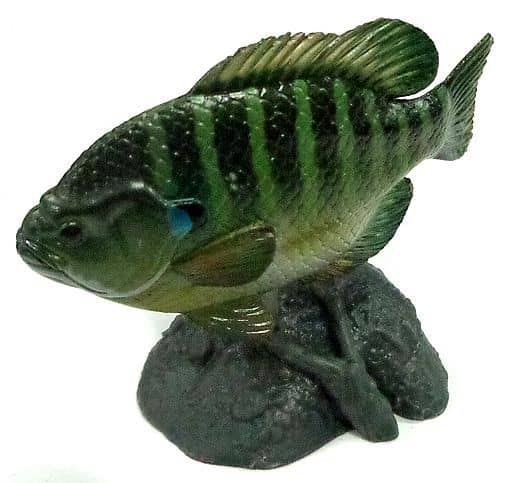 Bluegill 「 Primary Color Freshwater Fish Guide II Revised 」 | Toy Hobby ...