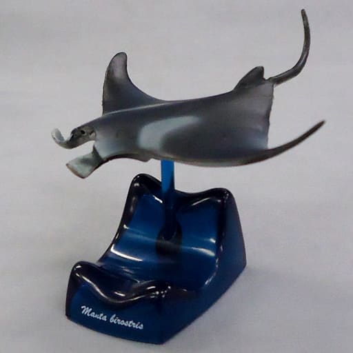 Trading figure Giant oceanic manta ray 「 『 Gesei Kiko Sharks and rays ...