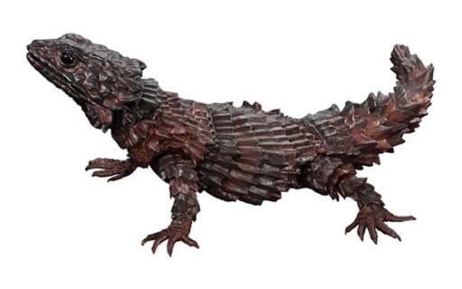 Black Girdled Lizard