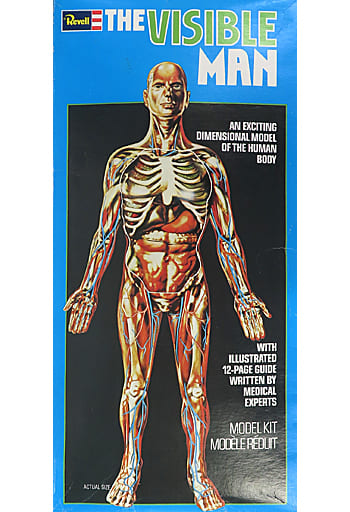 THE VISIBLE MAN [H-900] | Toy Hobby | Suruga-ya.com