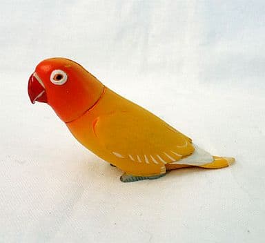 060 P29-C Kieri black-cheeked Lovebird Chino 「 Chocolate Egg Pet Animal ...
