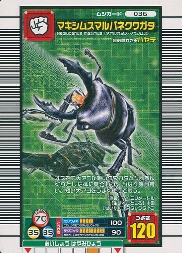 Mushiking / 06 First 036 : Maxim Summatic Spring Stag Beetle | Toy ...